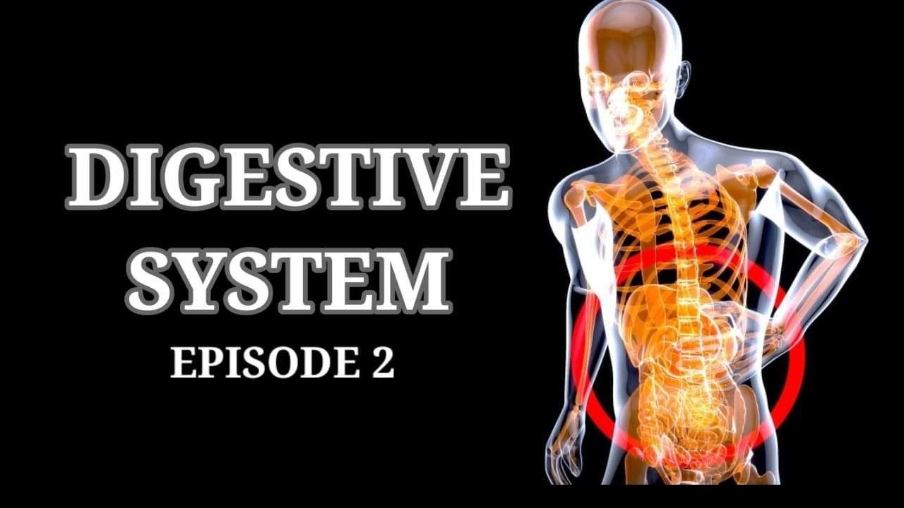 Human Fun Facts - 7 - Digestive system Ep2 - YouTube