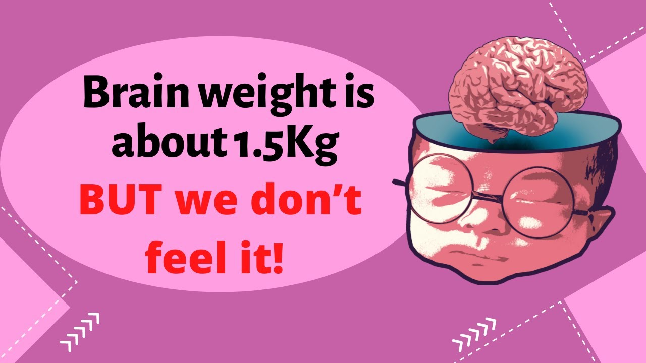 Brain weight is 1.5Kg but we don't feel it - YouTube