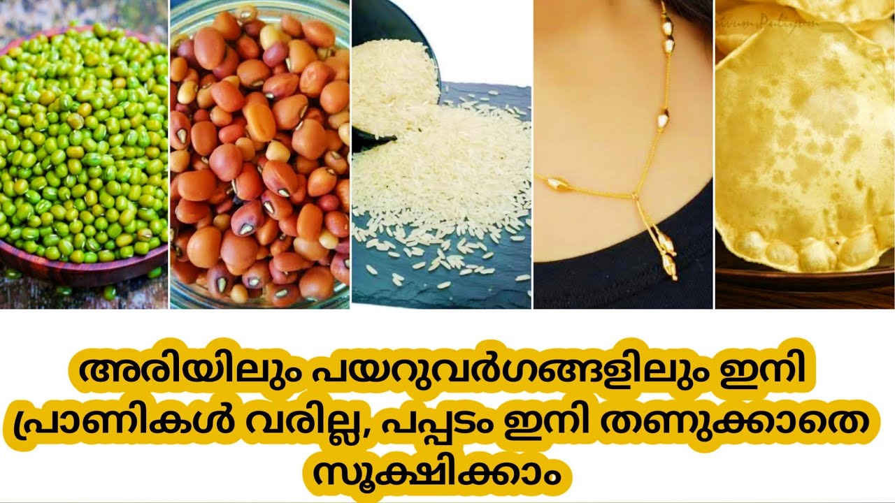 അരിയിലും പയറുവർഗങ്ങളിലും ഉള്ള പ്രാണിയെ തുരത്താം|Kitchen tips|tips ...