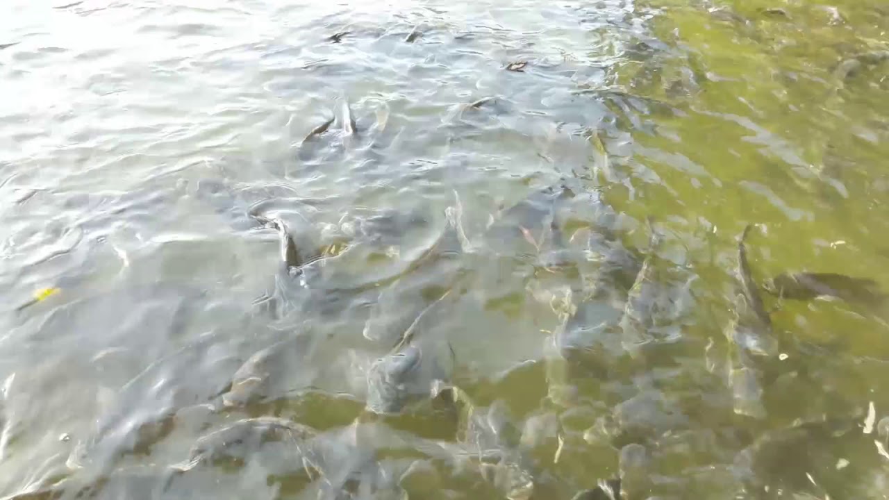 Big lake Fish eat corn pory - YouTube