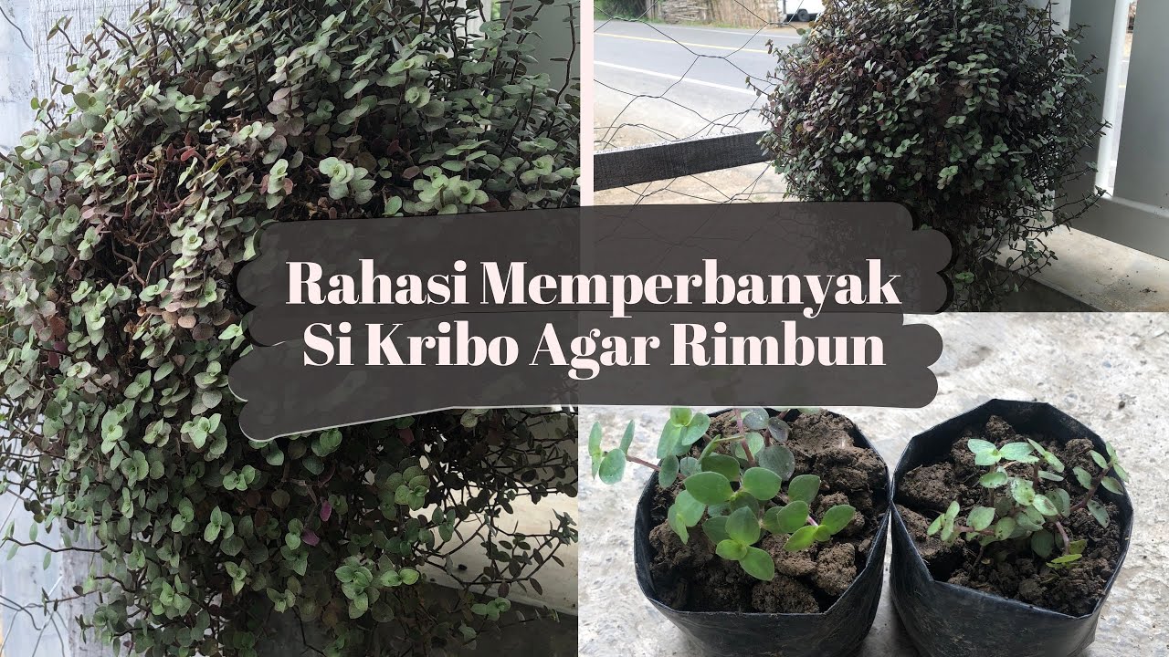 REVIEW TANAMAN HIAS KRIBO DAN TIPS MEMPERBANYAK TANAMAN HIAS GANTUNG ...