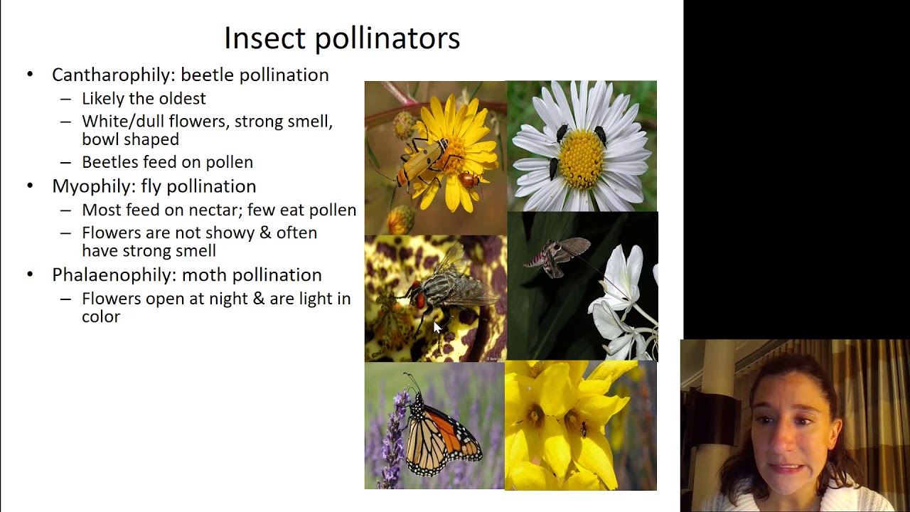 Lecture 18_Plant Insect Interactions_Part 2 - YouTube