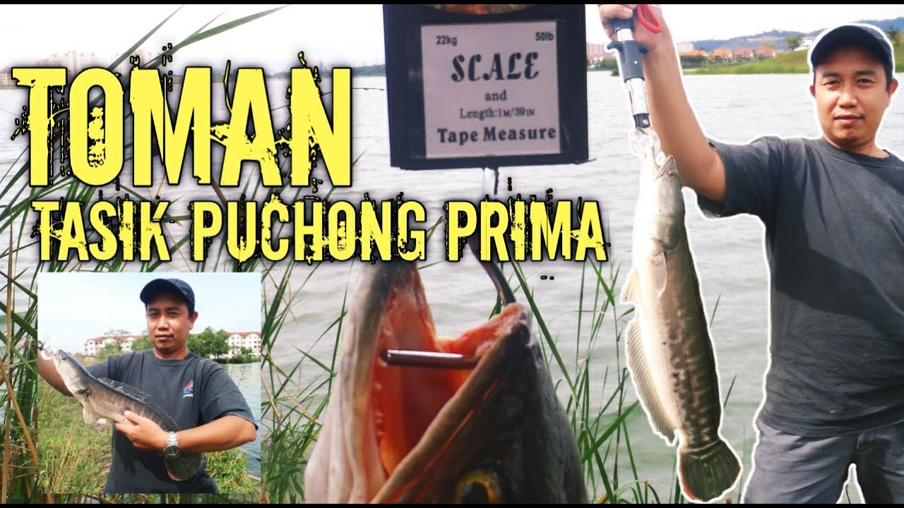 Mancing ikan TOMAN di Tasik Puchong Prima 2009 - YouTube