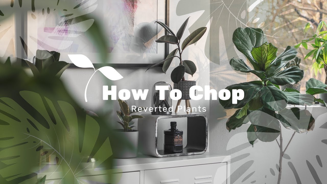 Reverted Plant Chops - Trying to Encourage Variegation to Come Back ...