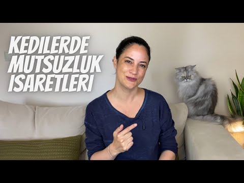 Kedimizin mutsuz olduğunu gösteren 9 işaret!