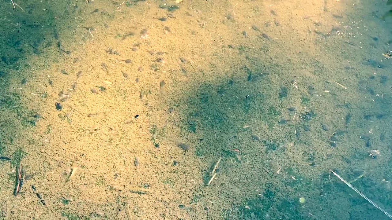 Tadpole People - YouTube