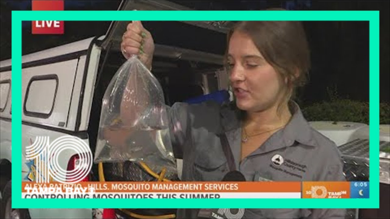 Mosquito fish can be used to control insects in standing water - YouTube