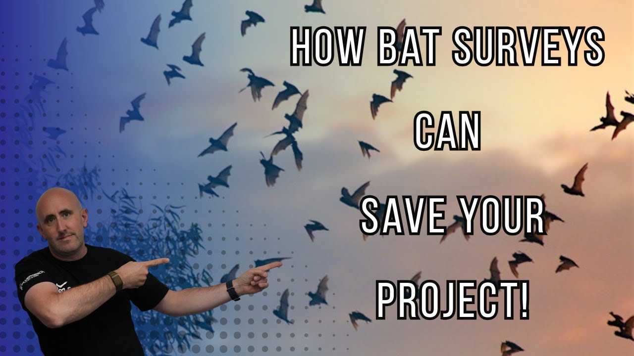 How Bat Surveys Can Save Your Project from a 12 Month Delay! - YouTube