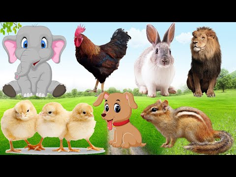 Oynak hayvanlar, yaramaz hayvanlar, günlük yiyecek arayan hayvanlar, okul hayvanları