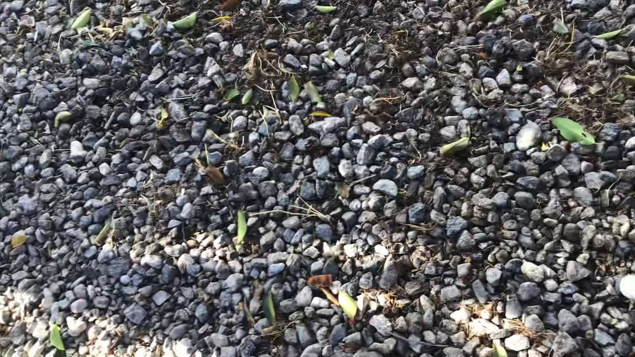 Crushing oranges - YouTube