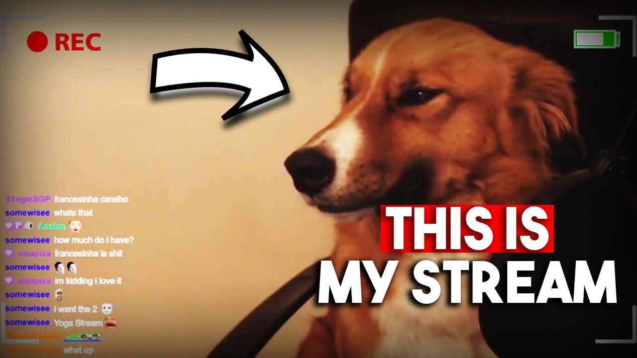 Streamer goes for a bathroom break and his dog takes over stream - YouTube