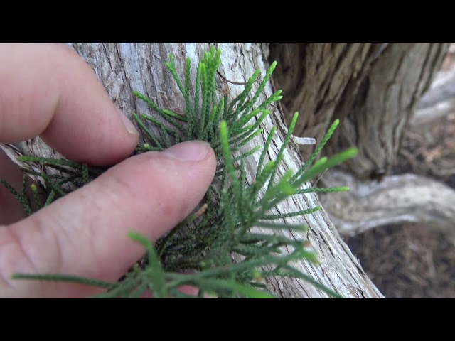 Red Cedar Tree Identification