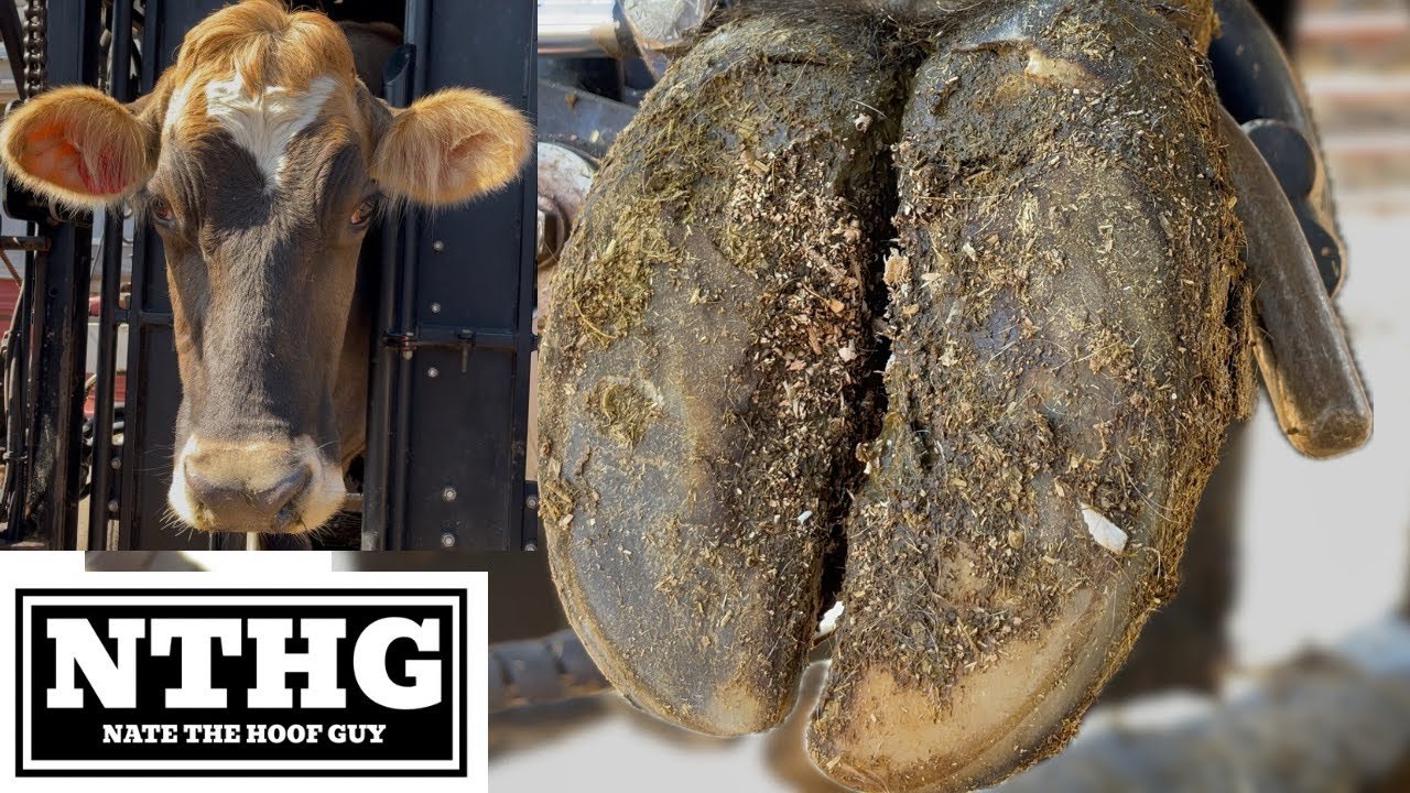 I Saved a THREE-LEGGED COW - YouTube