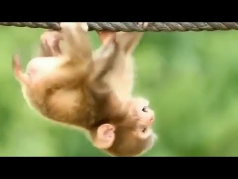 Cute Little Monkey Whatsapp Status!!