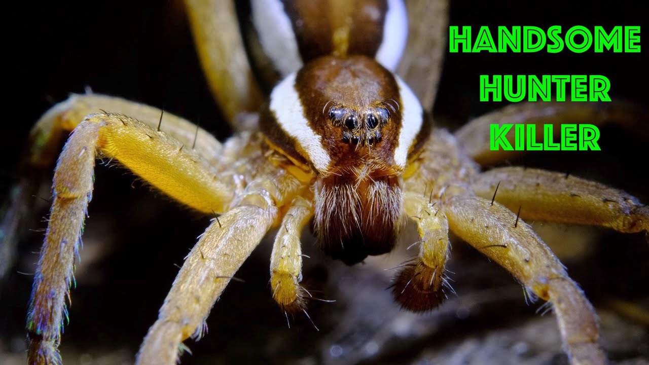 This Floating Spider is a Vicious Hunter! - YouTube