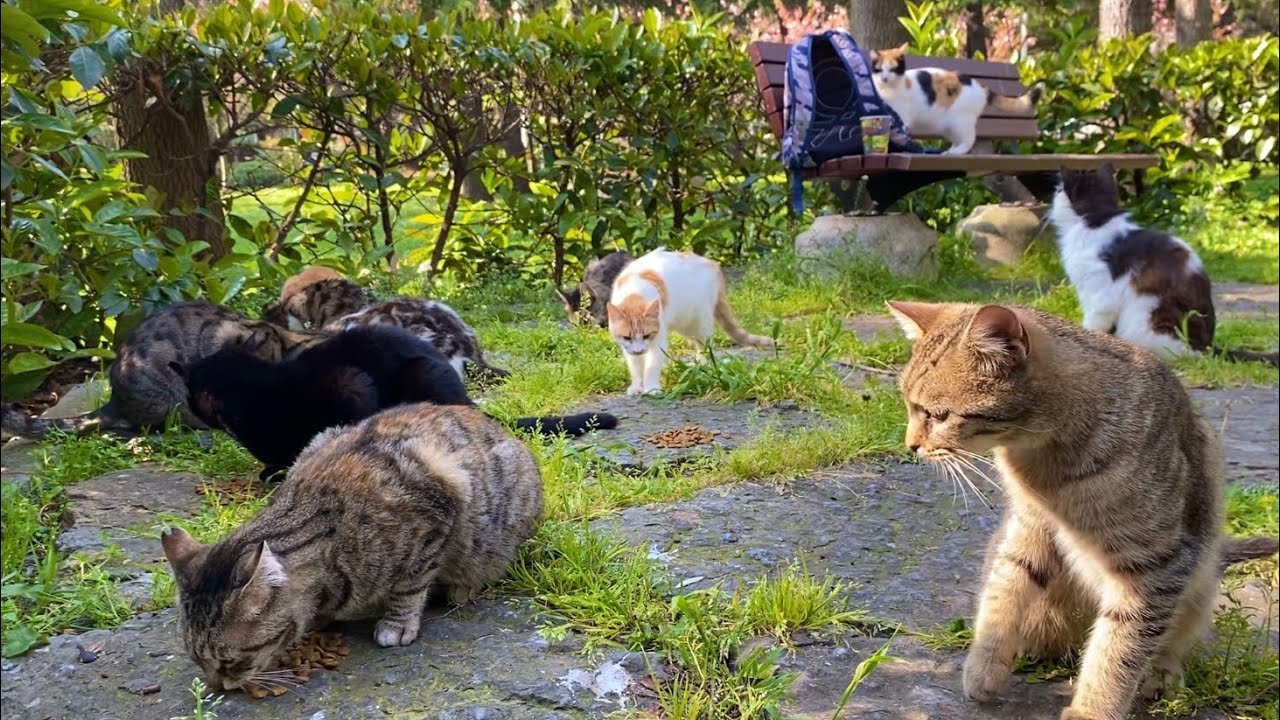 Poor Cats starving in the park. I gave them food. 😥🥰 - YouTube