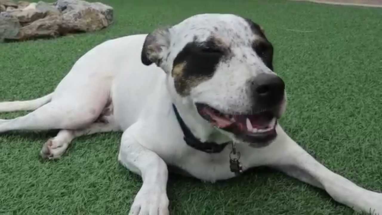 Dog eating a pig ear treat. - YouTube