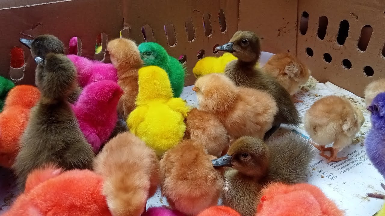 Very cute.... little ducks playing colorful balls in the morning ( Part ...