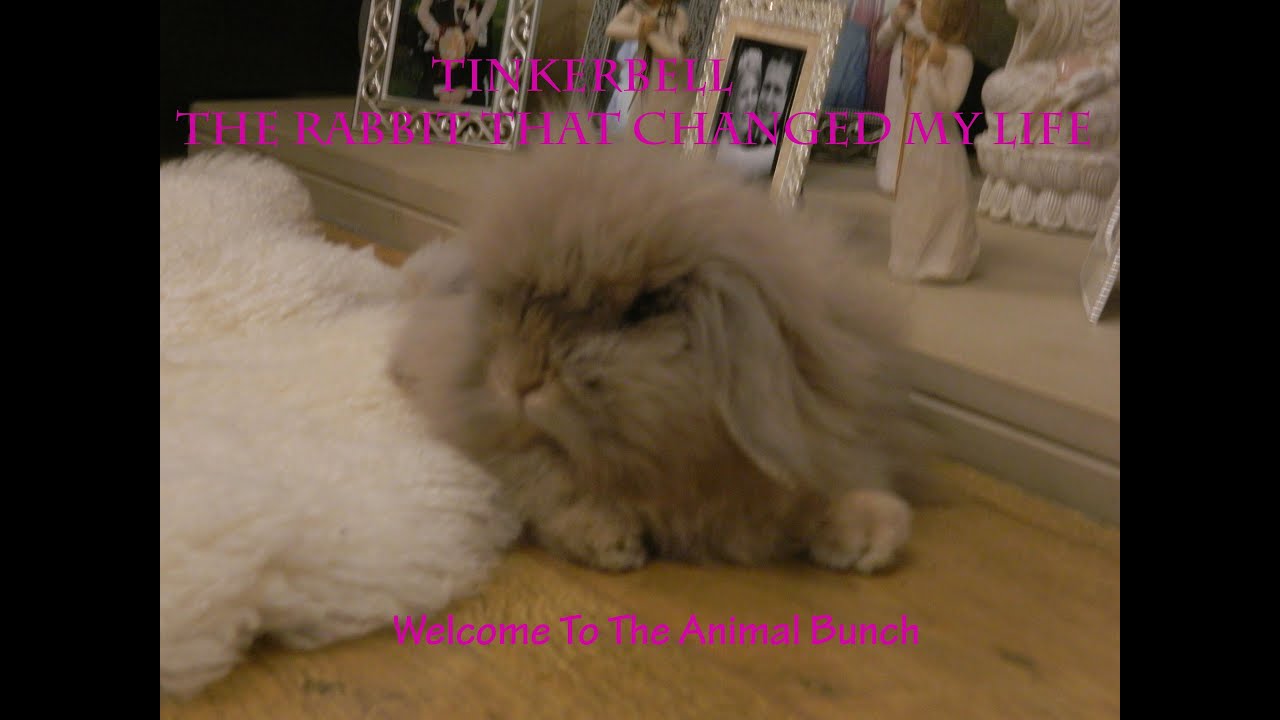 TinkerBell, The Rabbit That Changed My Life - #TheAnimalBunch - YouTube