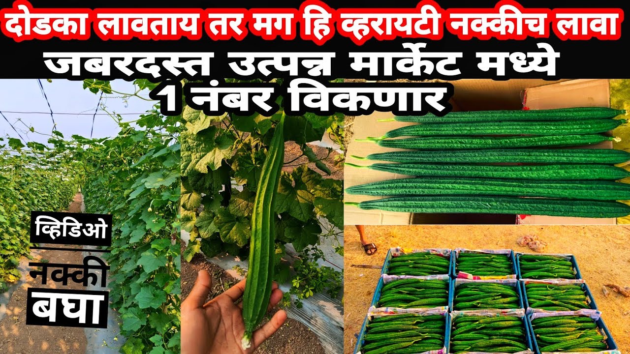 दोडका बेस्ट व्हरायटी नक्कीच मालामाल होणार शेतकरी|Dodka farming ridge ...