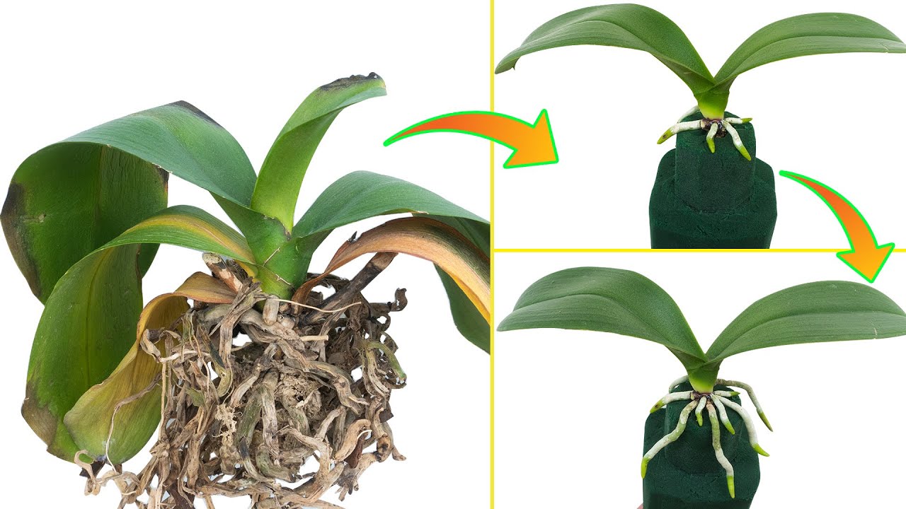 After only a month, the root rot orchid will revive and grow strongly ...