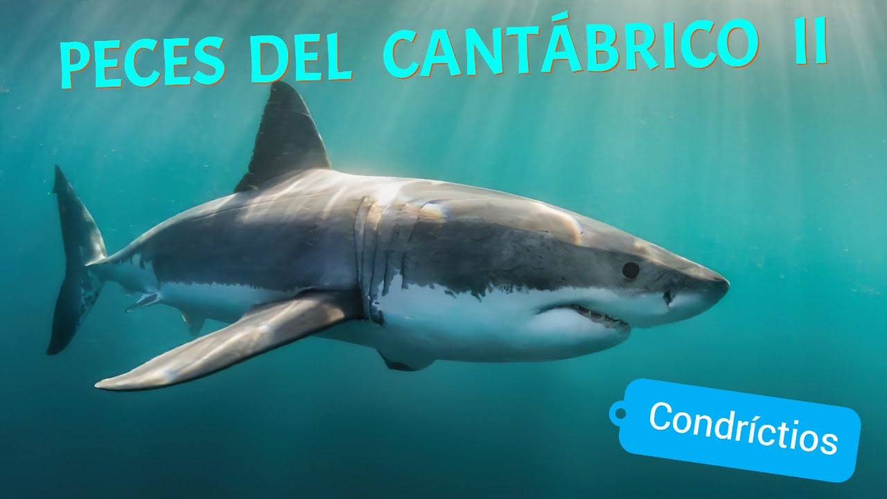 Peces del Cantábrico II - Condríctios / Peces cartilaginosos - YouTube