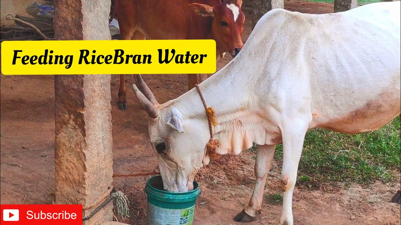 Rice Bran Water Drinks Cow | Rice Water in Feeding | Village Cow Videos ...
