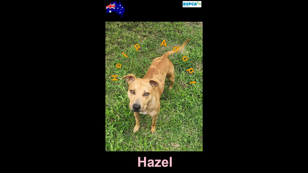🐾Hazel has been adopted! Dog / Australia / Dakabin / RSPCA Queensland🐾 ...