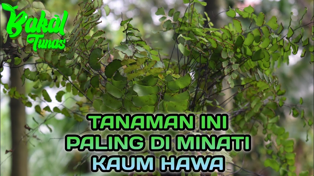 BERBURU TANAMAN PAKU JENIS SUPLIR - YouTube