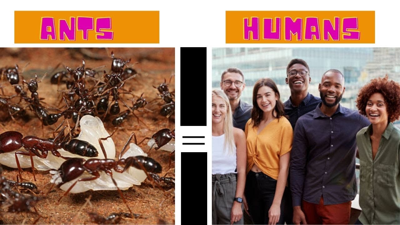ANTS = HUMANS(HOW ?) | Quick Facts to Make You the Most Interesting ...