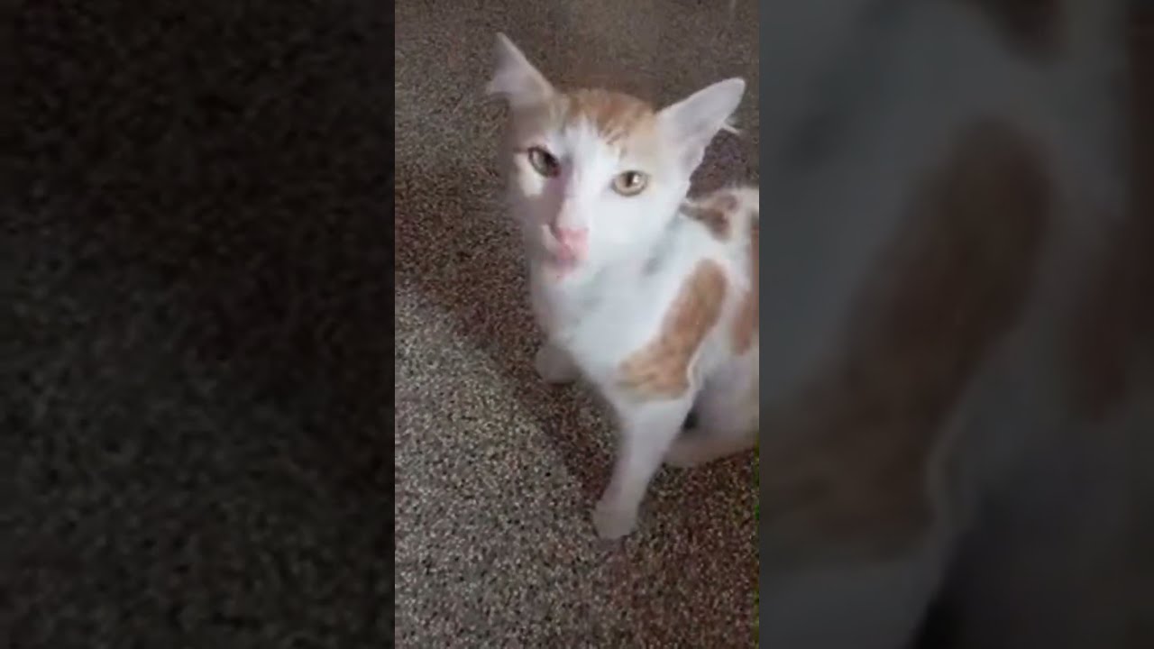 P-for-Pets is live - YouTube
