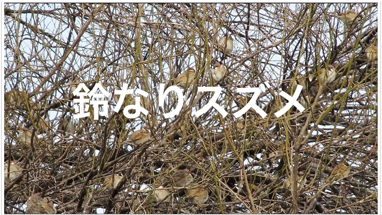 鈴なりスズメ - YouTube