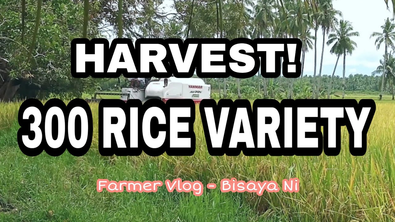 300 RICE VARIETY🌾|HARVEST |FARMER VLOG - BISAYA NI - YouTube