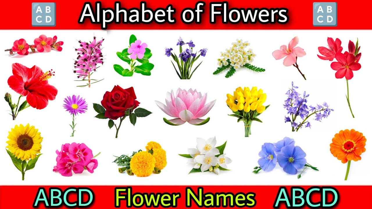 Alphabet of Flowers | Abcd Flowers Names | A to Z Flowers Names ...