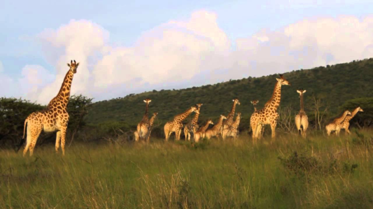 Giraffes - YouTube
