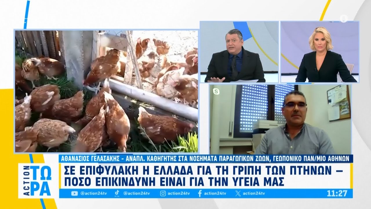 Σε επιφυλακή η Ελλάδα για την γρίπη των πτηνών - Πόσο επικίνδυνη είναι ...