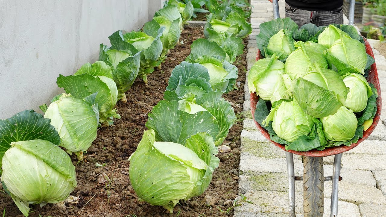 With just a few simple steps, I have successfully grown my dream ...