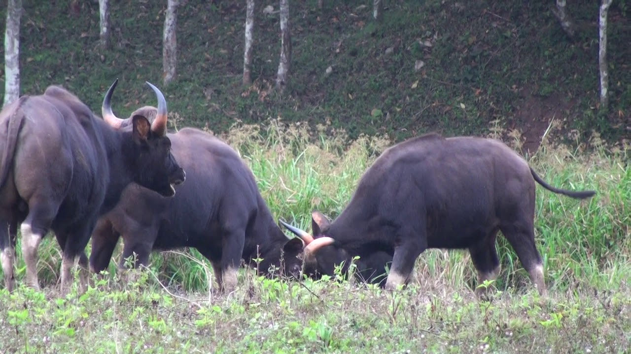 Beautiful Gaur, or Indian Bison, Bos gaurus, feeding and sparring in ...