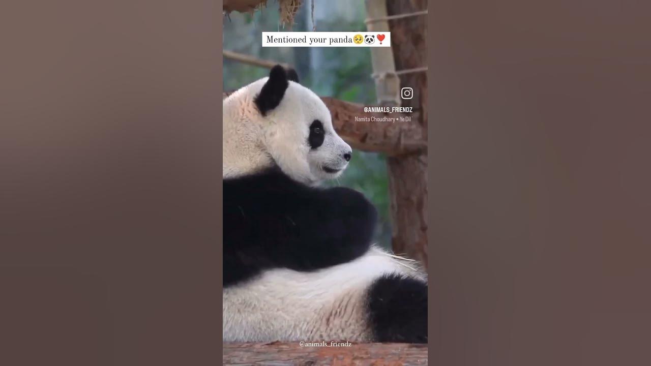 Aaj panda bahut sad hai kyunki use apni Jaan ki yad a rahi hai 😊 ️ - YouTube