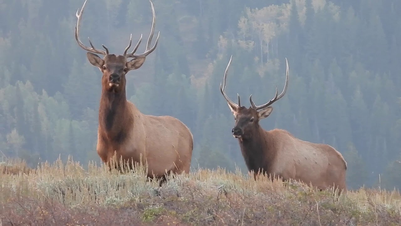 Calling in a big 7x7 bull elk 2020 Idaho - YouTube