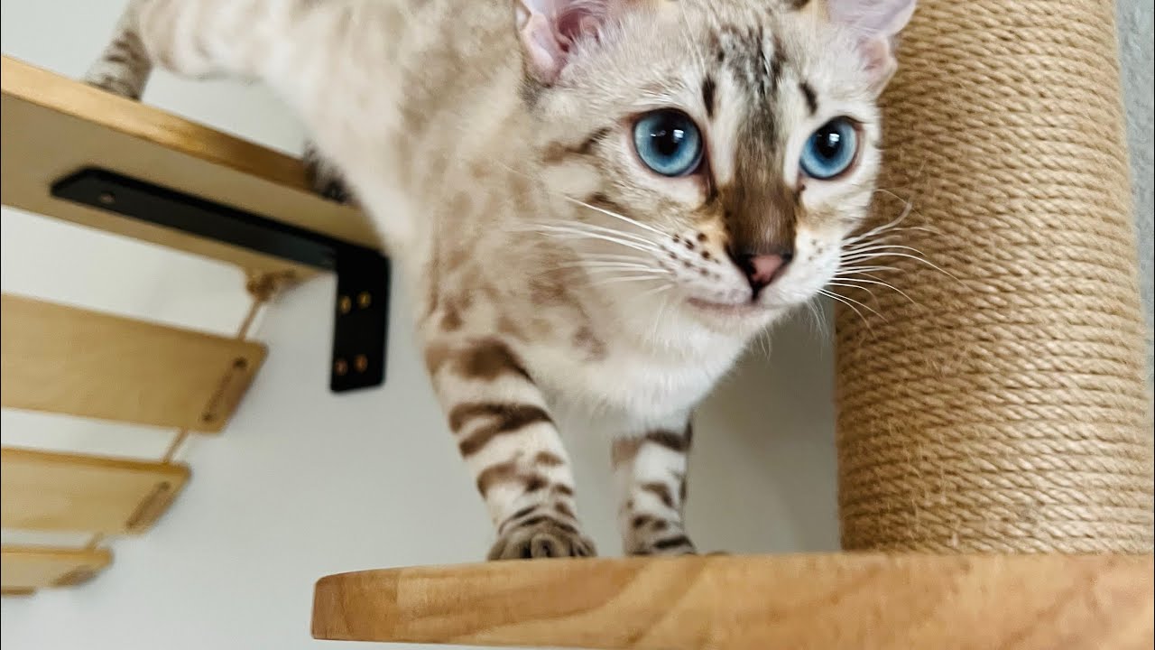 HUGE Cat Wall! I built a big indoor cat playground! - YouTube
