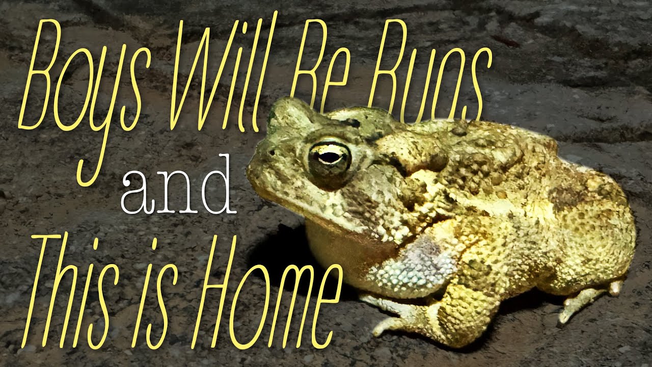 Short Cavetown Live Set (ft. Little Frog Guy) - YouTube