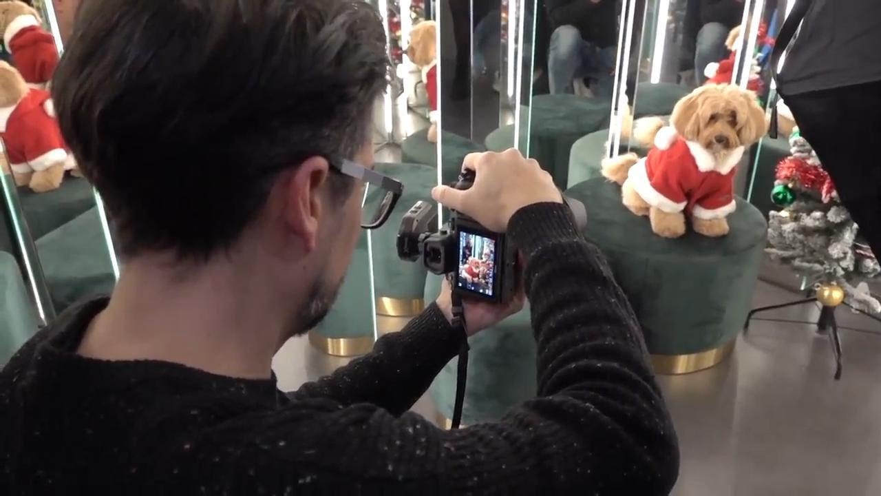 Bark and bite: Inside the gourmet Rome restaurant for dogs and their ...