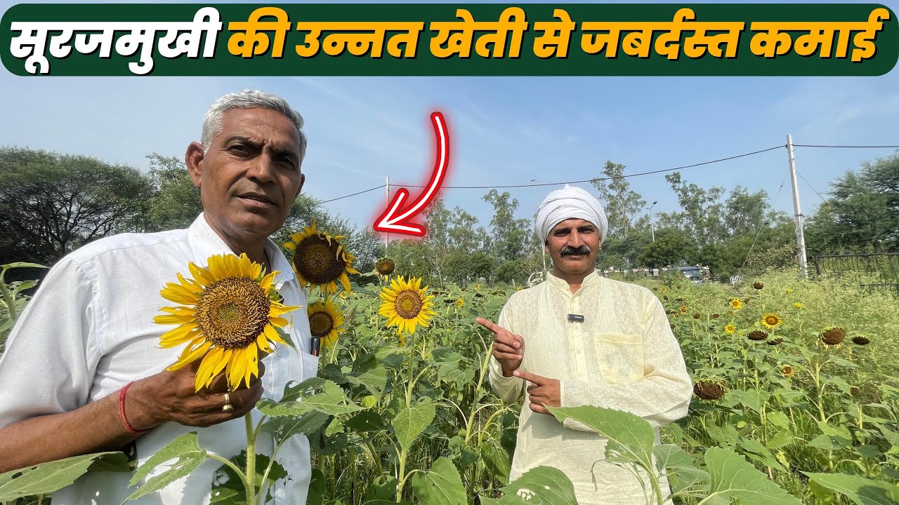 सूरजमुखी की खेती करके कमाएं अच्छी आमदानी | Surajmukhi Ki Kheti ...