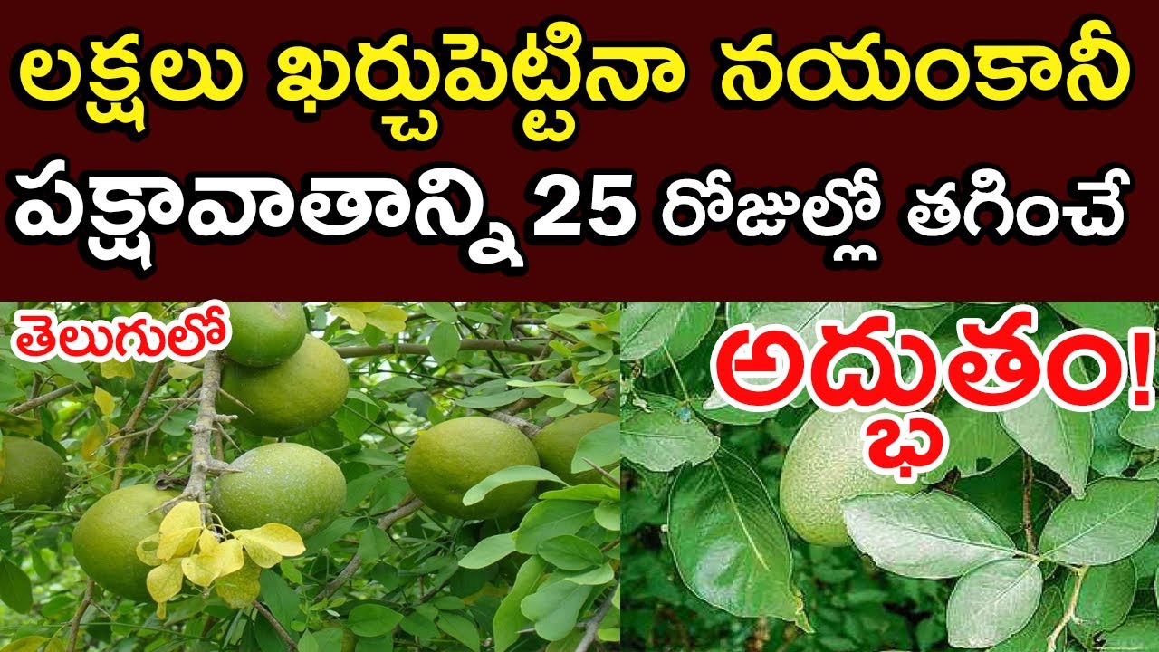 లక్షలు ఖర్చు పెట్టినా నయంకాని పక్షవాతాన్ని 25 రోజుల్లో తగ్గించే అద్బుతం ...