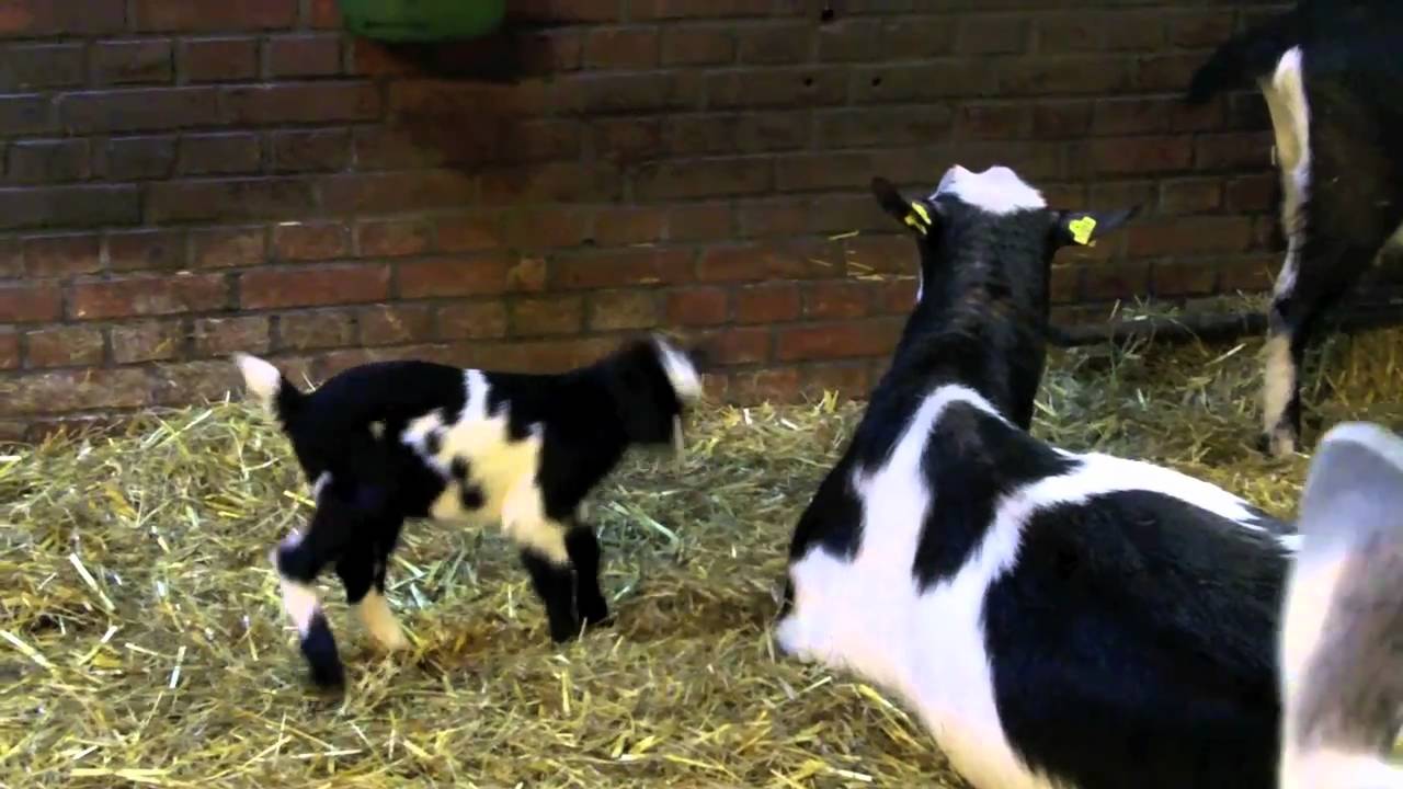 Boer Bert over Q-Koorts en de rol van de overheid - YouTube