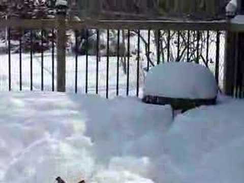 Snowball Dogs Pebbles and Bam-Bam - YouTube