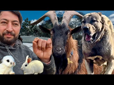 WIR HABEN GETESTET, OB EIN HUND, DER ZU EINEM SCHAFE GEHT, AUCH ZU EINER ZIEGE GEHT!!! EIN KANINCHEN