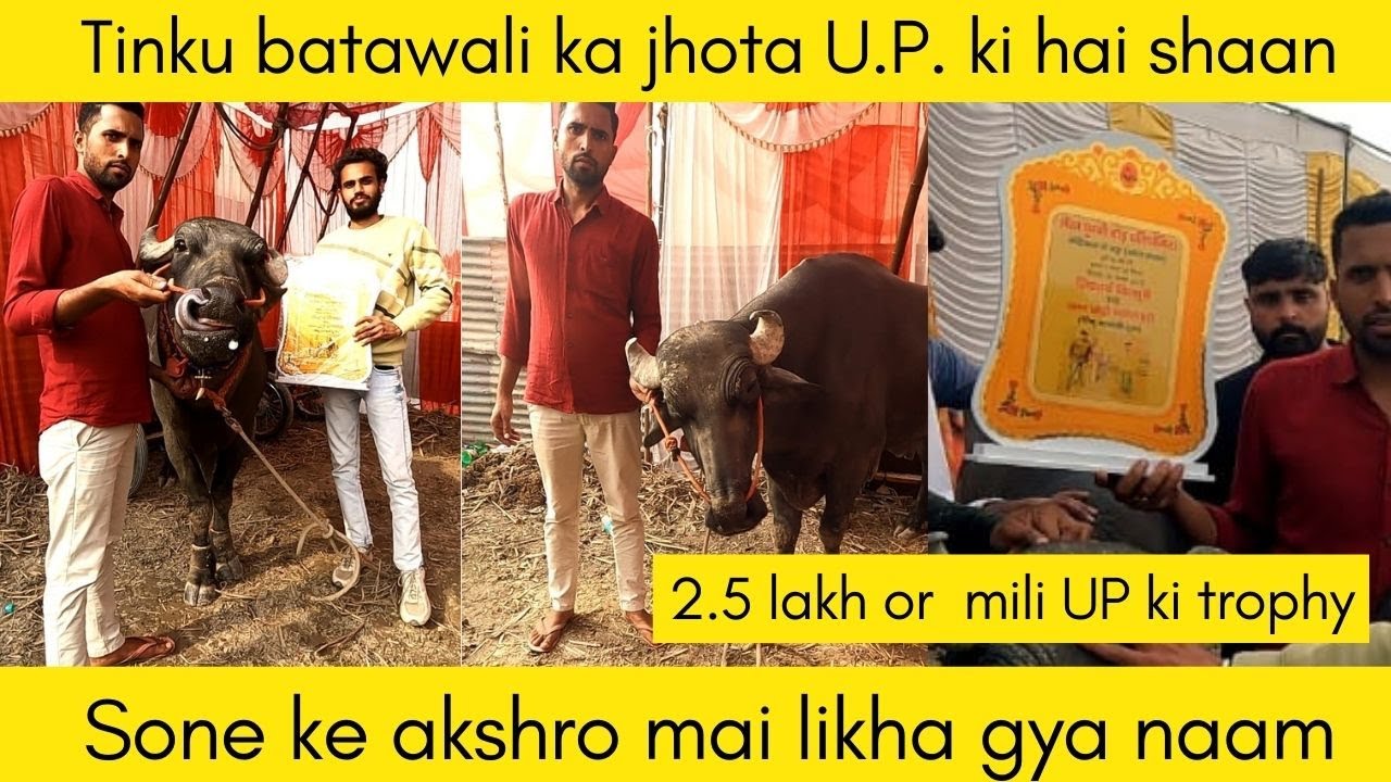 Tinku Batawali ka 10 Lakh ka Jhota 5XK roj ka karcha | UP ki shaan hai ...