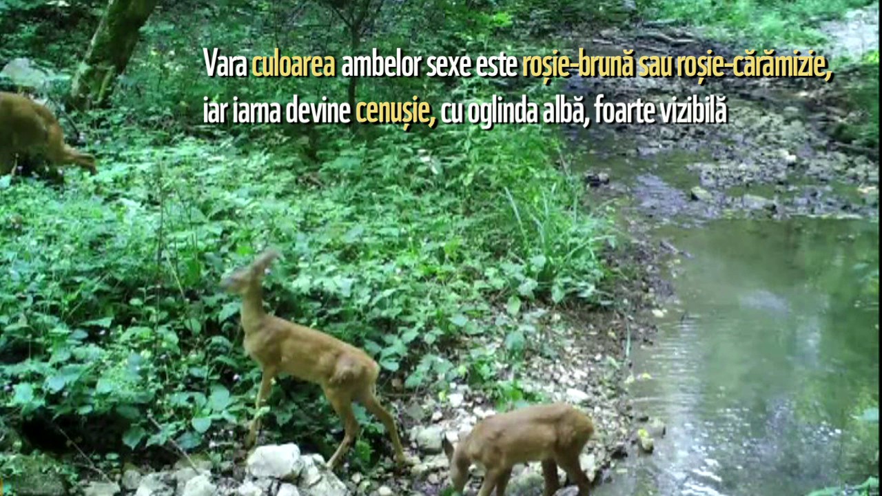 Capreolus capreolus - Căprior - YouTube